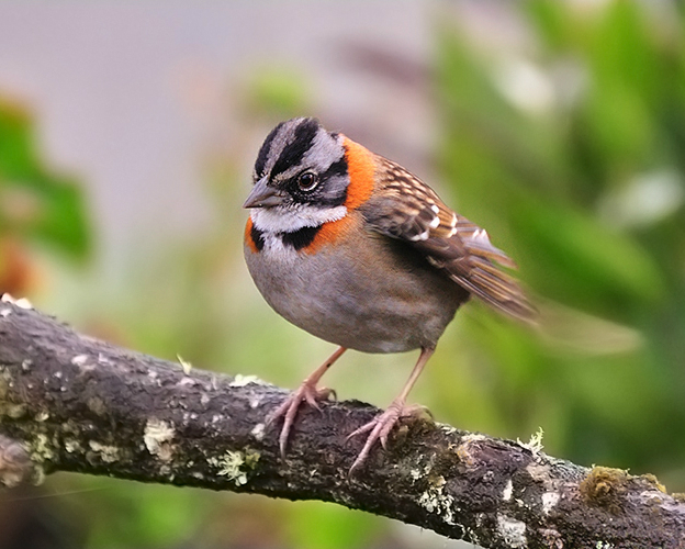 Samba do tico-tico cansado e os escassos sinais de recuperação ...
